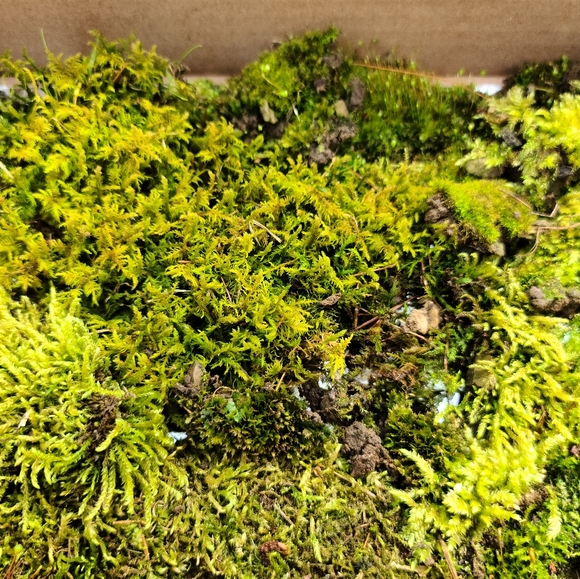 Accents | Live Moss Assortment For Fairy Graden Terrium | Poshmark